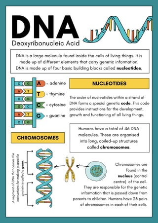 DNA - Poster | PDF