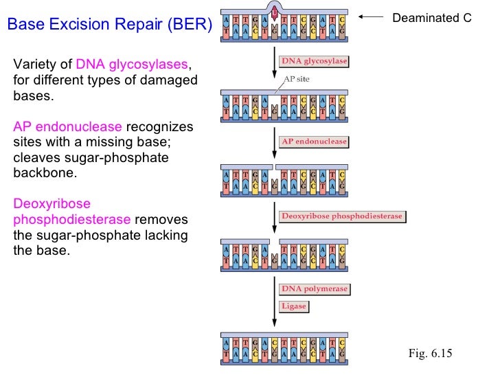 Dna Repair