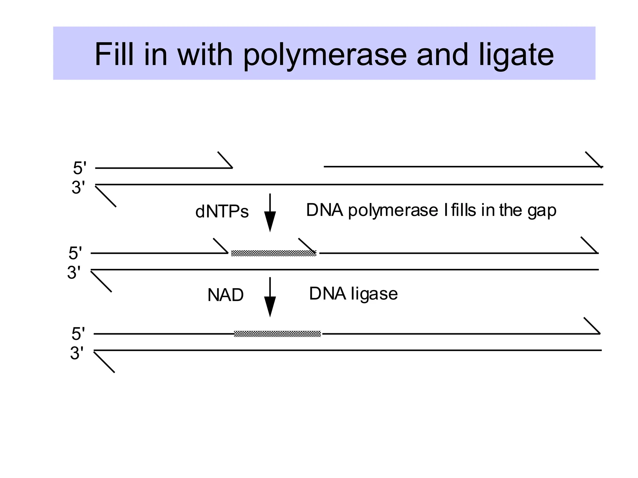DNA-Repair-Mechanisms 2.ppt DNA repair mechn | PPT