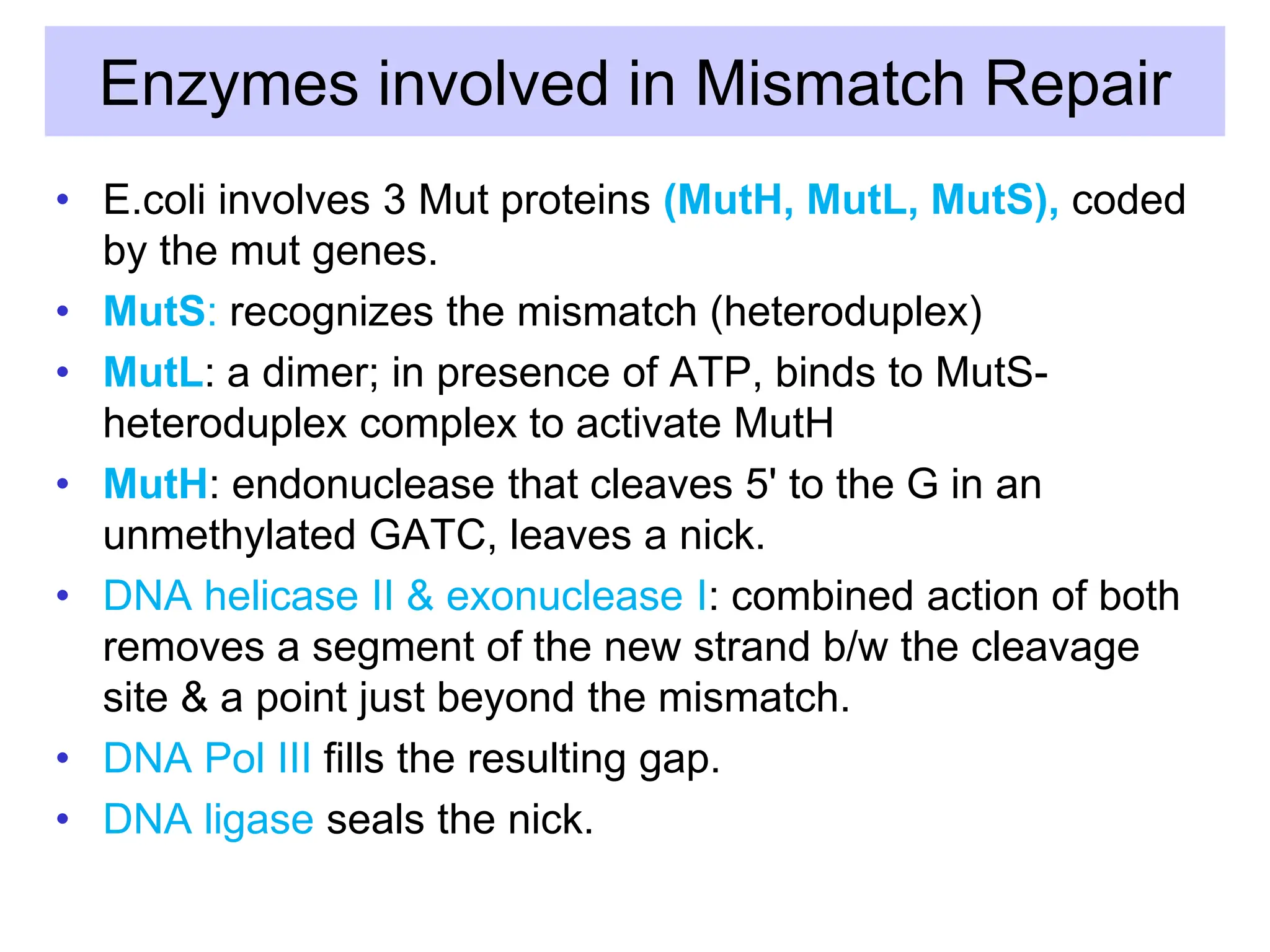 DNA-Repair-Mechanisms 2.ppt DNA repair mechn | PPT