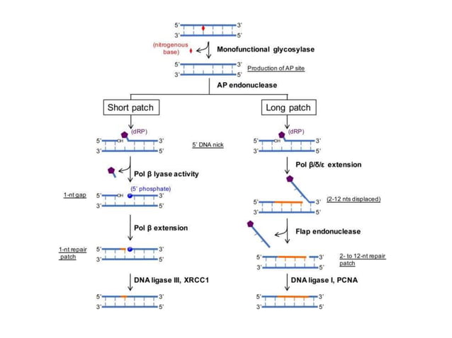 DNA-Repair-Mechanisms 2.ppt DNA repair mechn | PPT