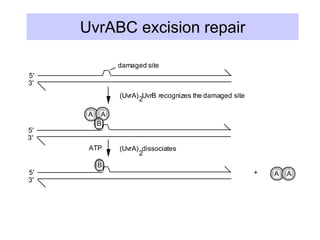 DNA-Repair-Mechanisms 2.ppt DNA repair mechn | PPT