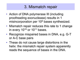 DNA-Repair-Mechanisms 2.ppt DNA repair mechn | PPT