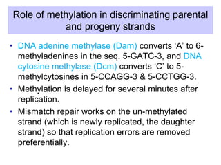 DNA-Repair-Mechanisms 2.ppt DNA repair mechn | PPT