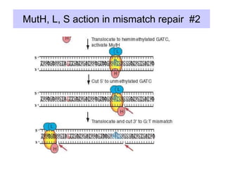 DNA-Repair-Mechanisms 2.ppt DNA repair mechn | PPT