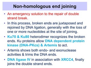 DNA-Repair-Mechanisms 2.ppt DNA repair mechn | PPT