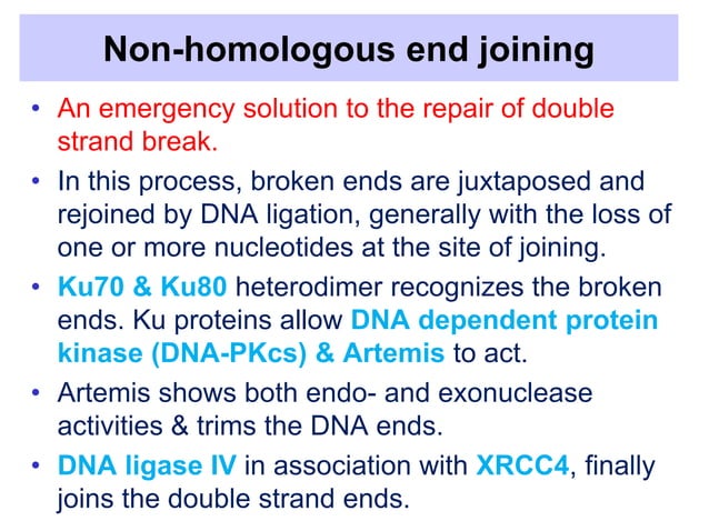 DNA-Repair-Mechanisms 2.ppt DNA repair mechn | PPT