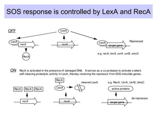 DNA-Repair-Mechanisms 2.ppt DNA repair mechn | PPT