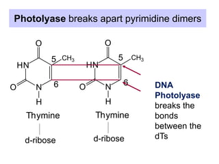 DNA-Repair-Mechanisms 2.ppt DNA repair mechn | PPT