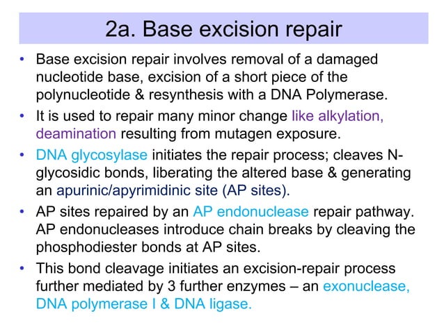 DNA-Repair-Mechanisms 2.ppt DNA repair mechn | PPT