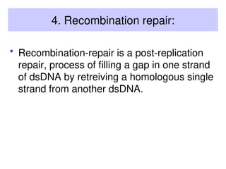 DNA-Repair-Mechanisms_3.ppt