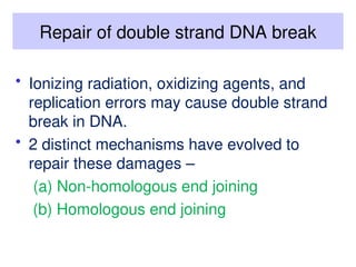 DNA-Repair-Mechanisms_3.ppt