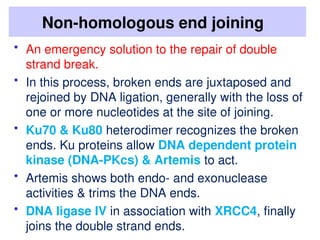 DNA-Repair-Mechanisms_3.ppt