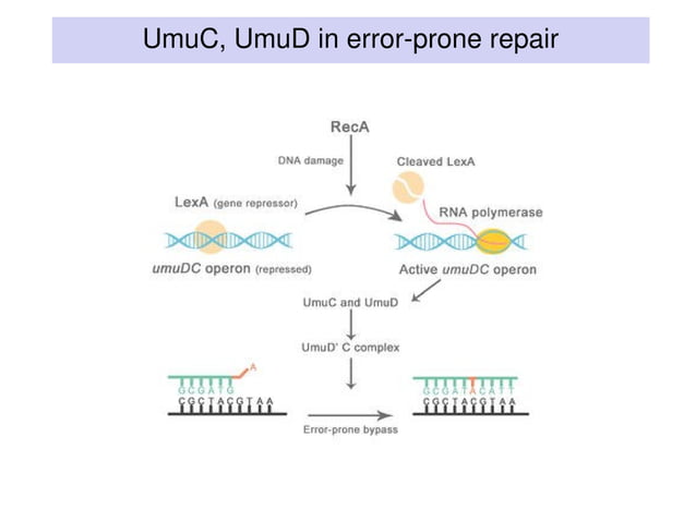 DNA-Repair-Mechanisms_3.ppt