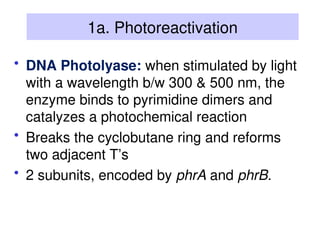 DNA-Repair-Mechanisms_3.ppt