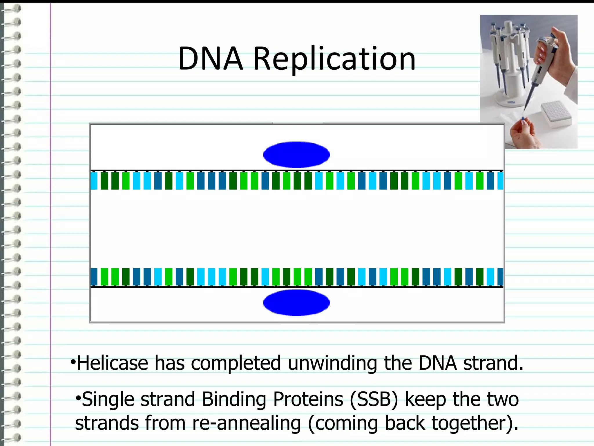 Dna replication | PPT