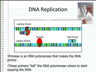 Dna replication | PPT