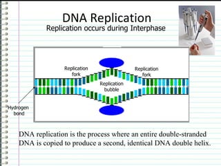 Dna replication | PPT