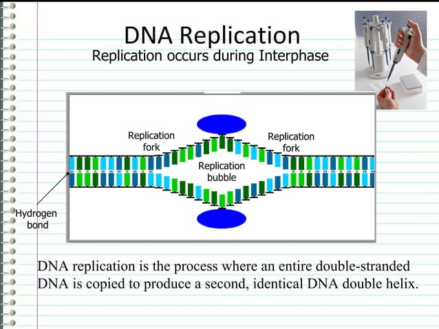 Dna replication | PPT