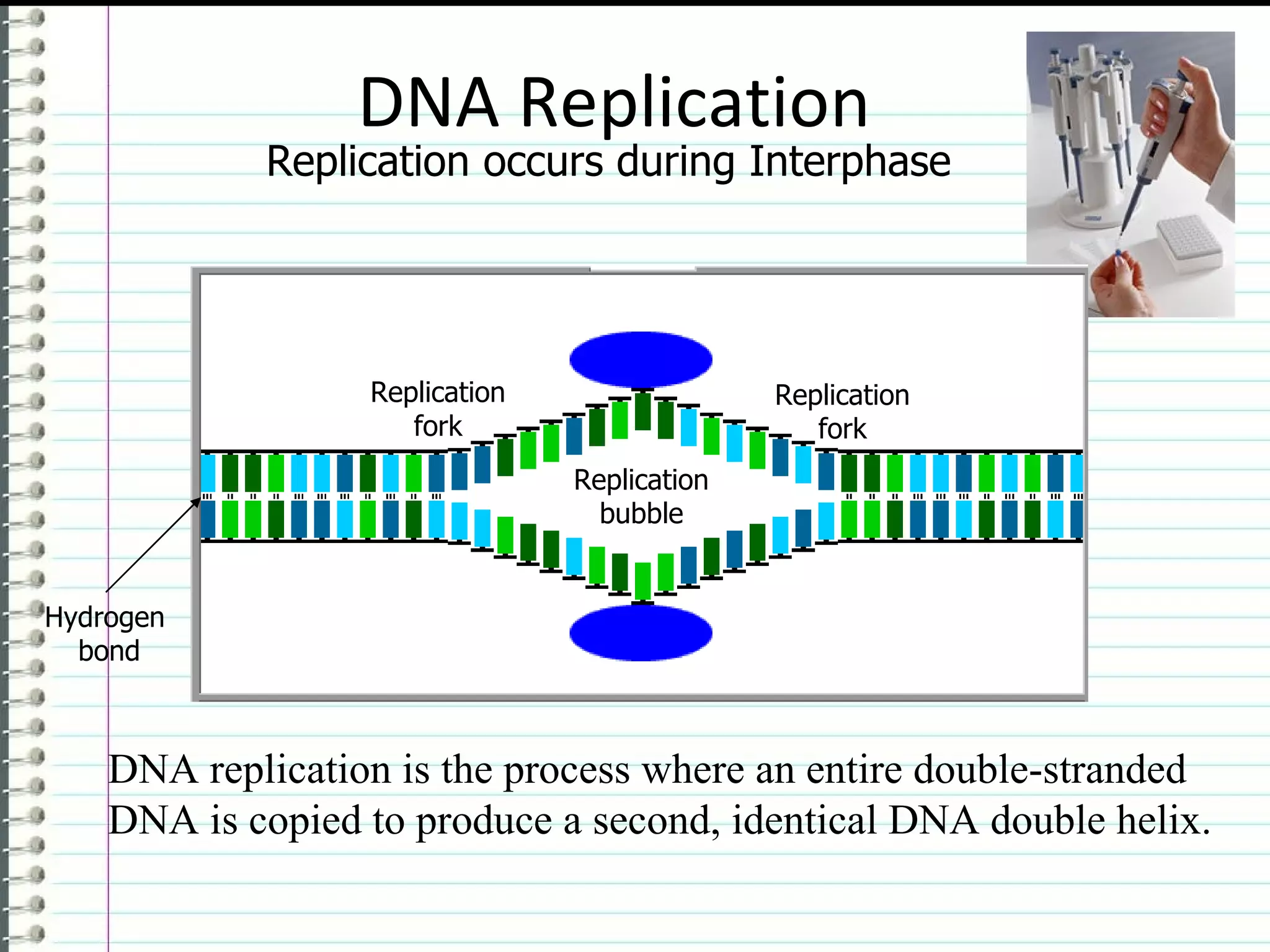 Dna replication | PPT