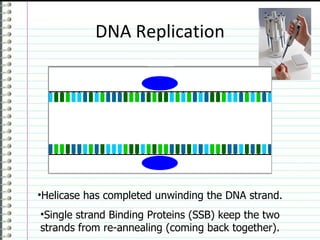 Dna replication | PPT
