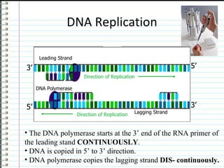 Dna replication | PPT