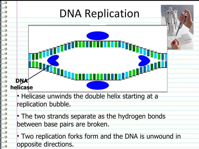 Dna replication | PPT