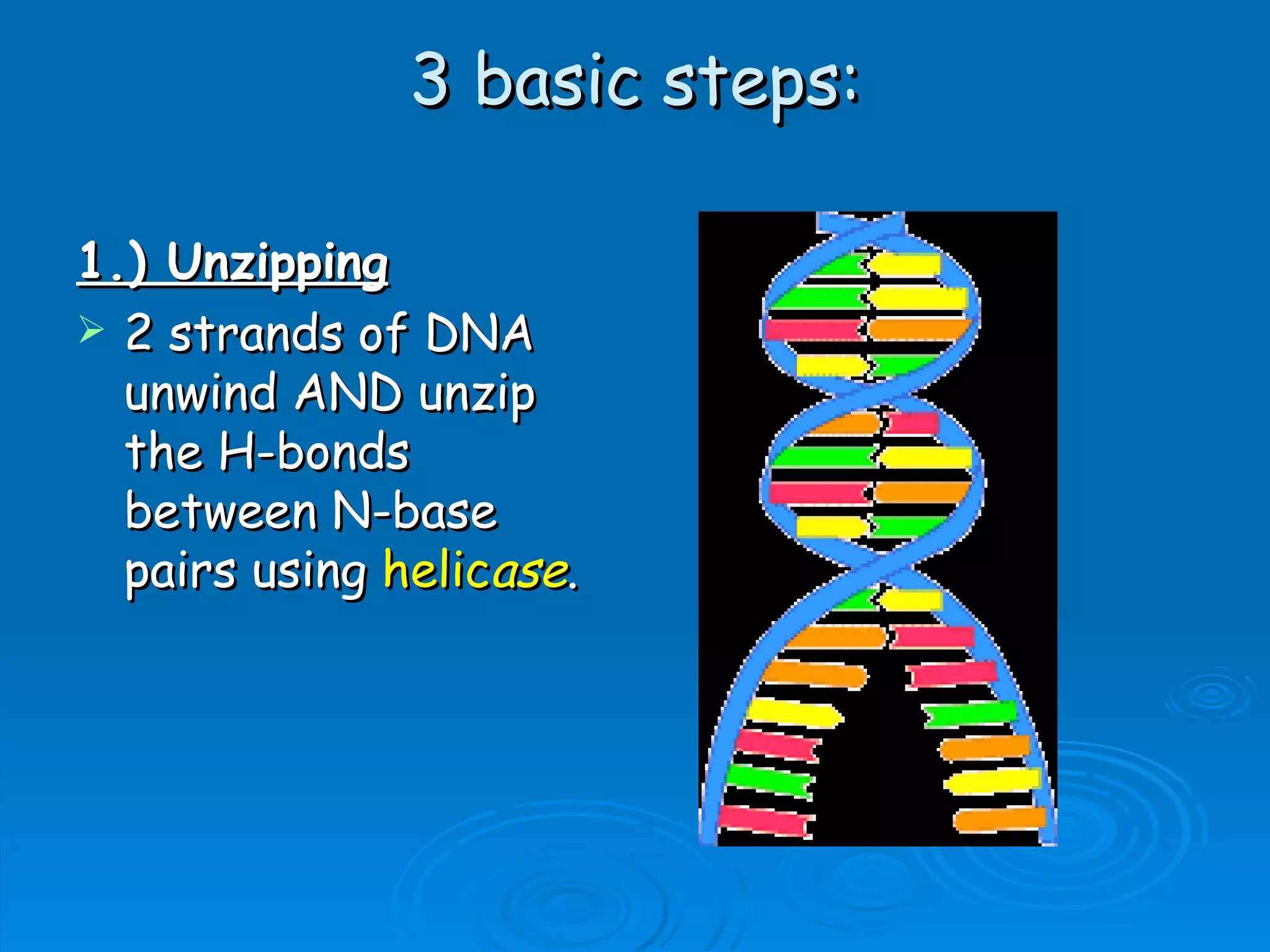 DNA replication | PPT