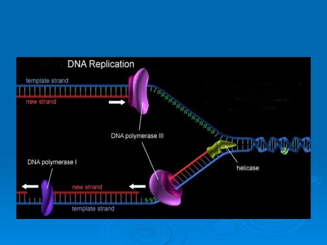 DNA replication | PPT