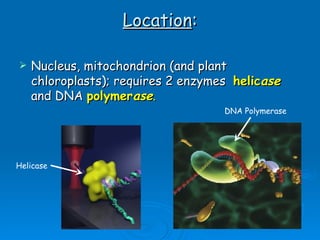DNA replication | PPT