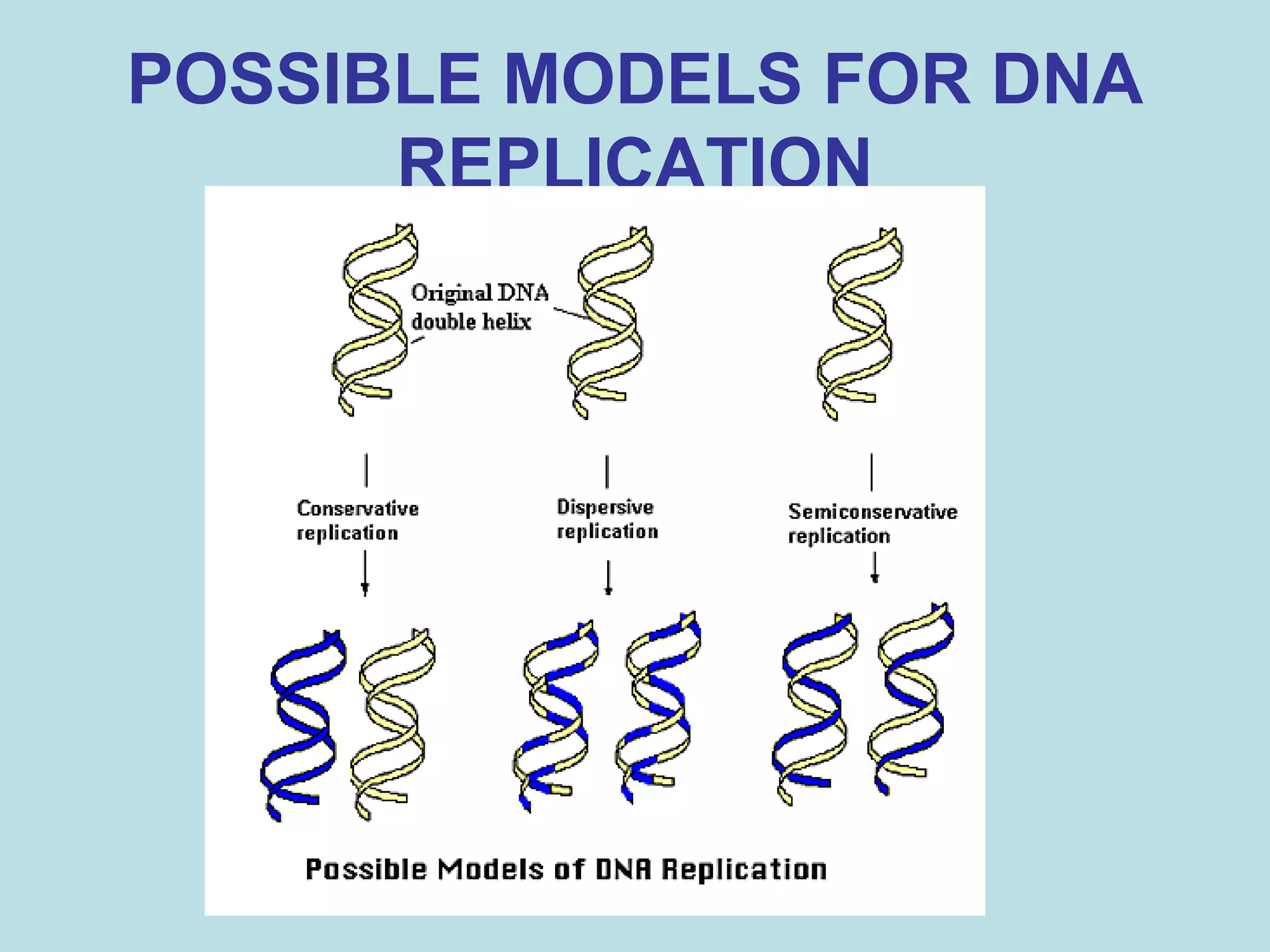 Dna Replication | PPT
