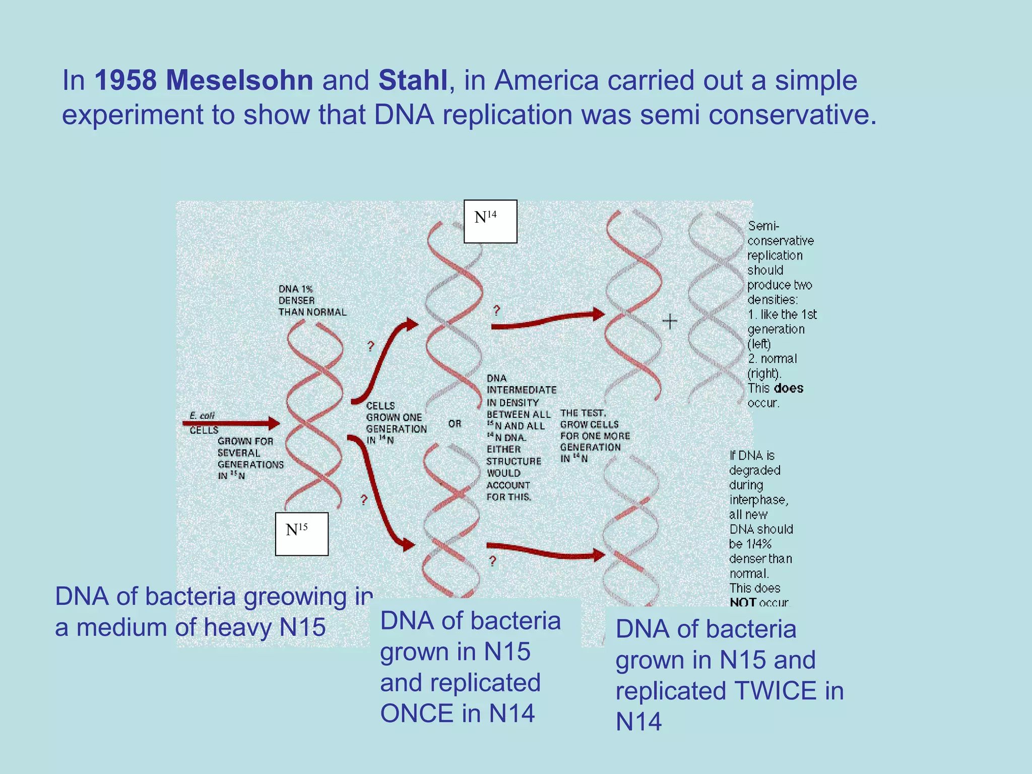 Dna Replication | PPT