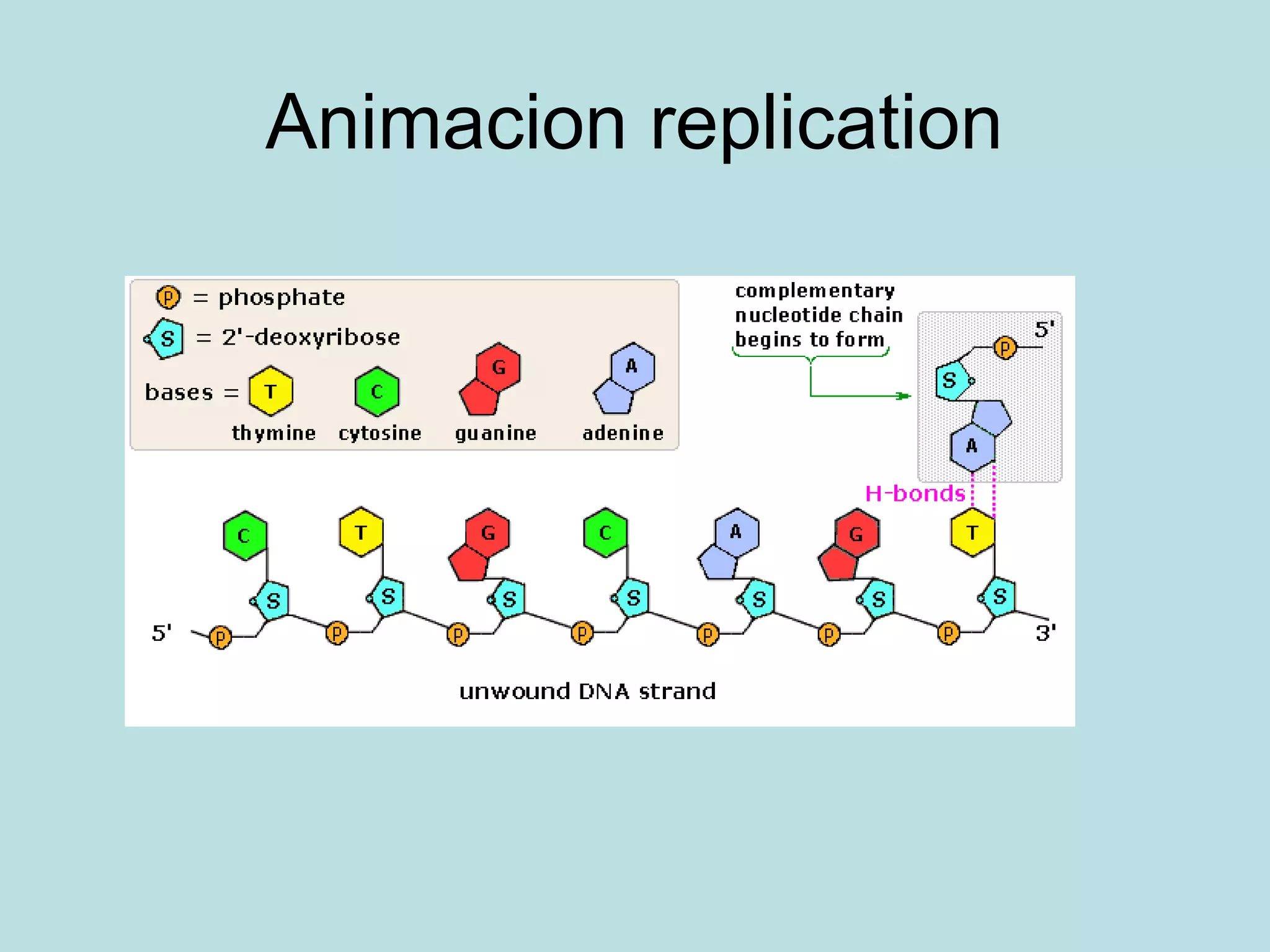 Dna Replication | PPT