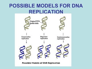 Dna Replication | PPT