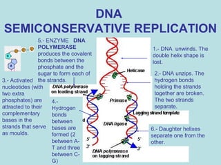 Dna Replication | PPT