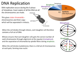 DNA Replication (Core and AHL) | PDF