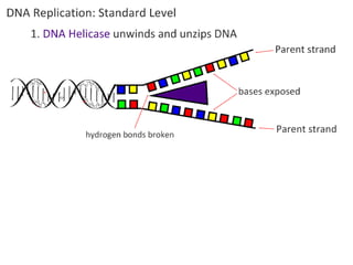 DNA Replication (Core and AHL) | PDF
