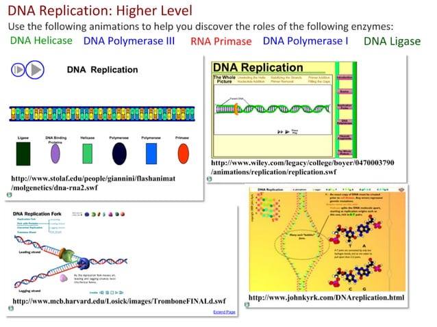 DNA Replication (Core and AHL) | PPT