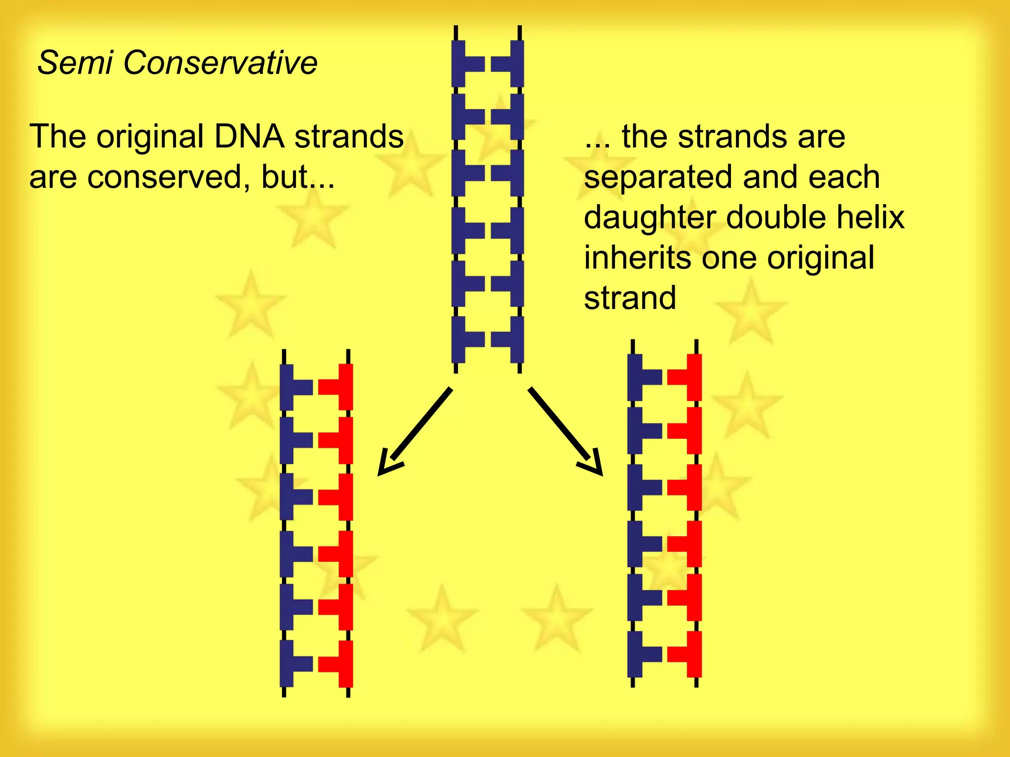 4.2 DNA Replication | PPT
