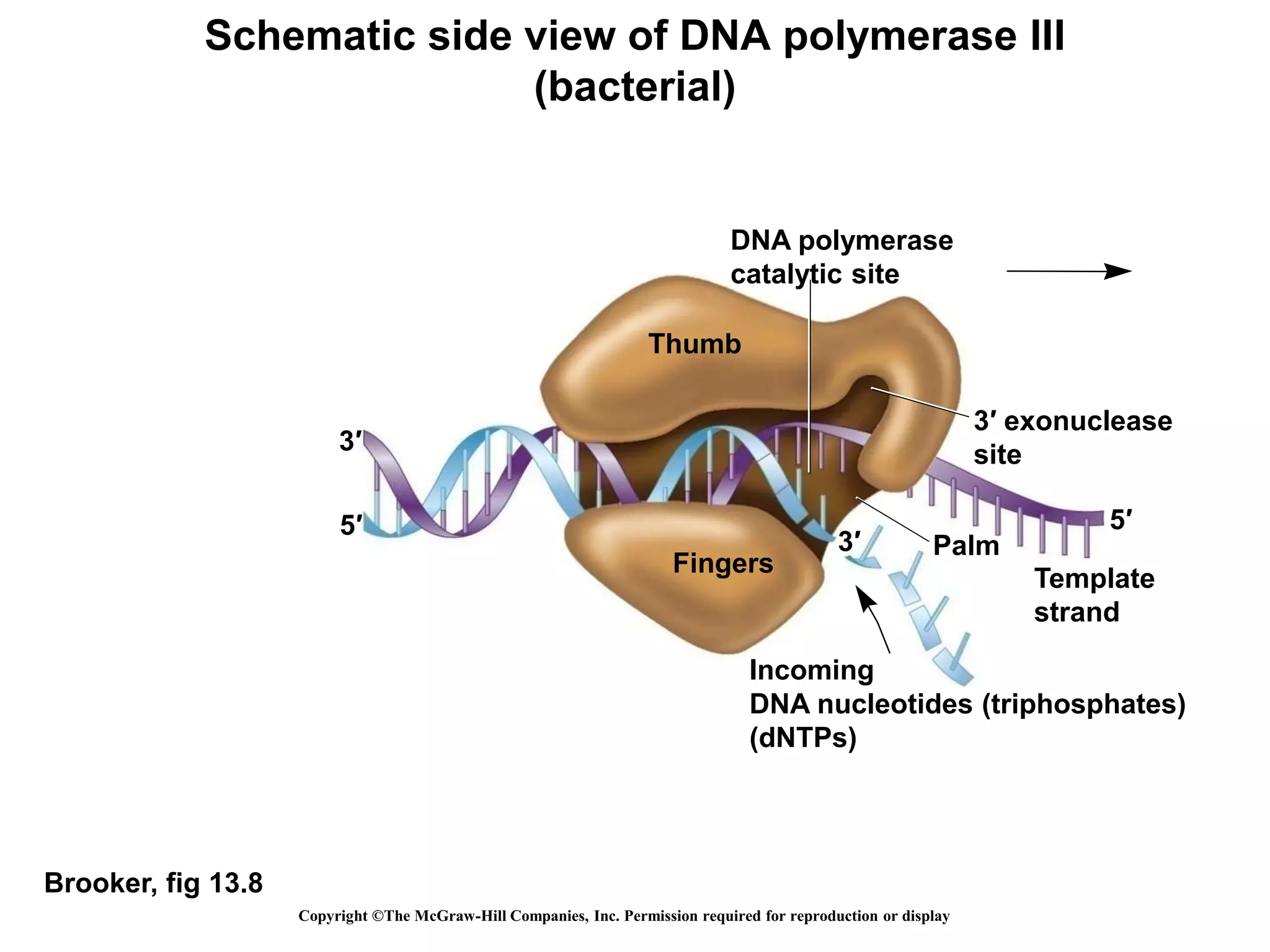 dna-replication.ppt