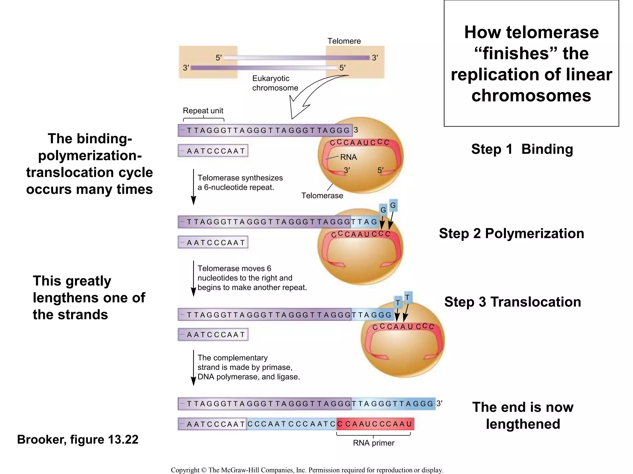 dna-replication.ppt