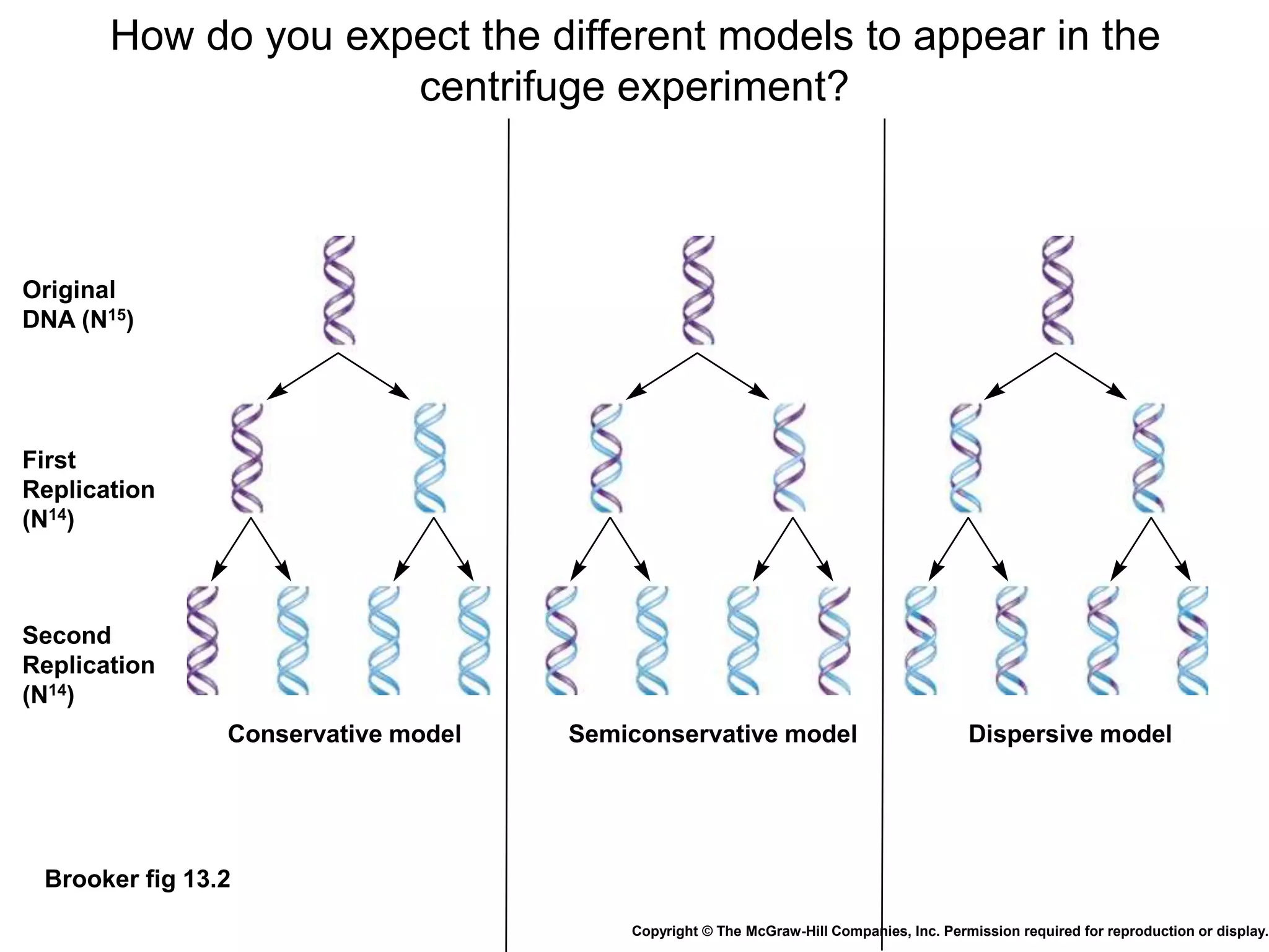 dna-replication.ppt