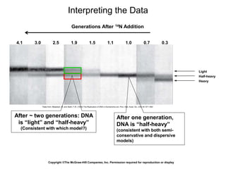 dna-replication.ppt
