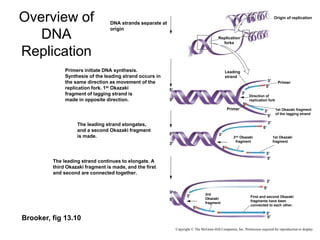 dna-replication.ppt
