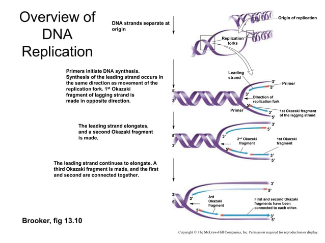 dna-replication.ppt