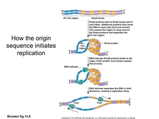 dna-replication.ppt