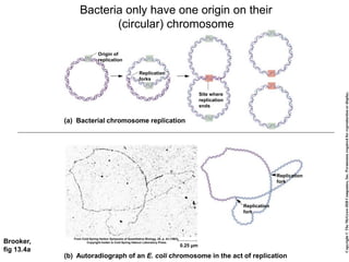 dna-replication.ppt