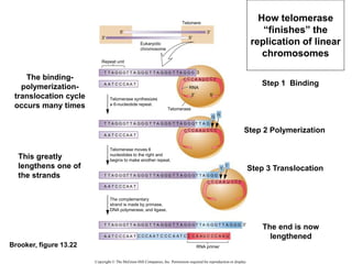 dna-replication.ppt