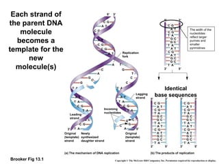 dna-replication.ppt