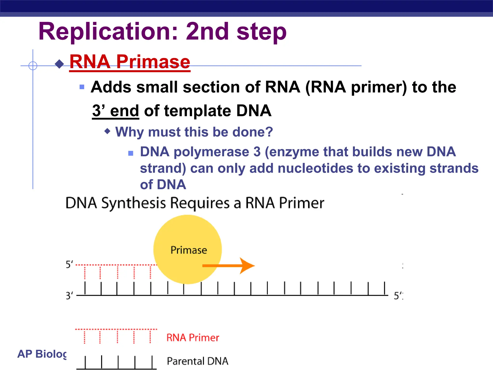 DNA-Replication biology Lesson 3rd Quarter | PDF